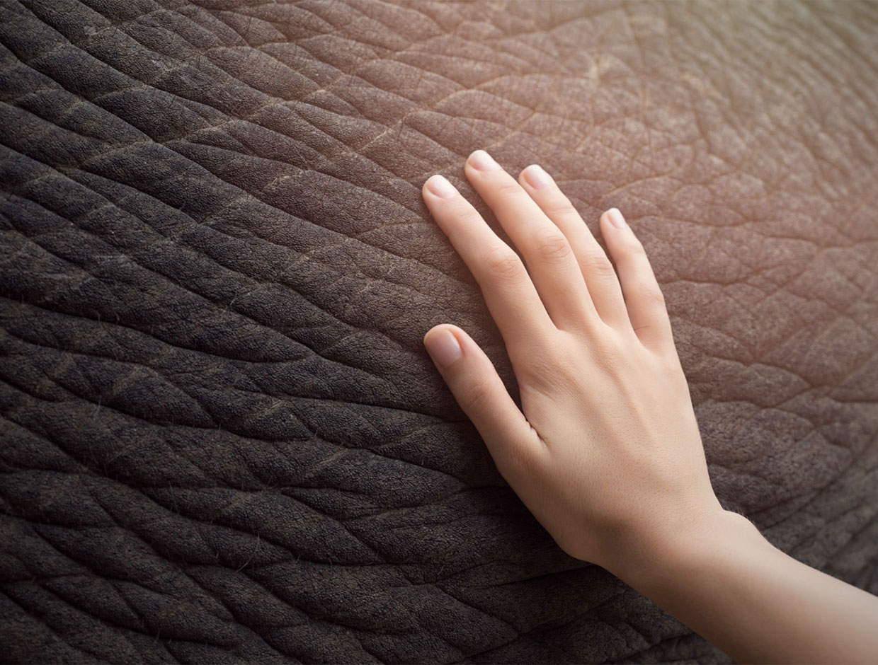 Jobs - Know Your Elephants - Andreas Setzer