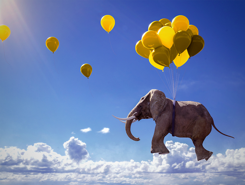 Portfolio - Know Your Elephants - Andreas Setzer